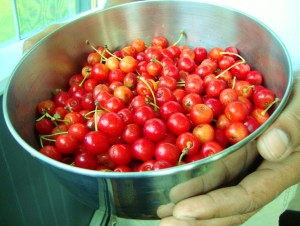 I Have A Cherry Tree – Nancy Warner