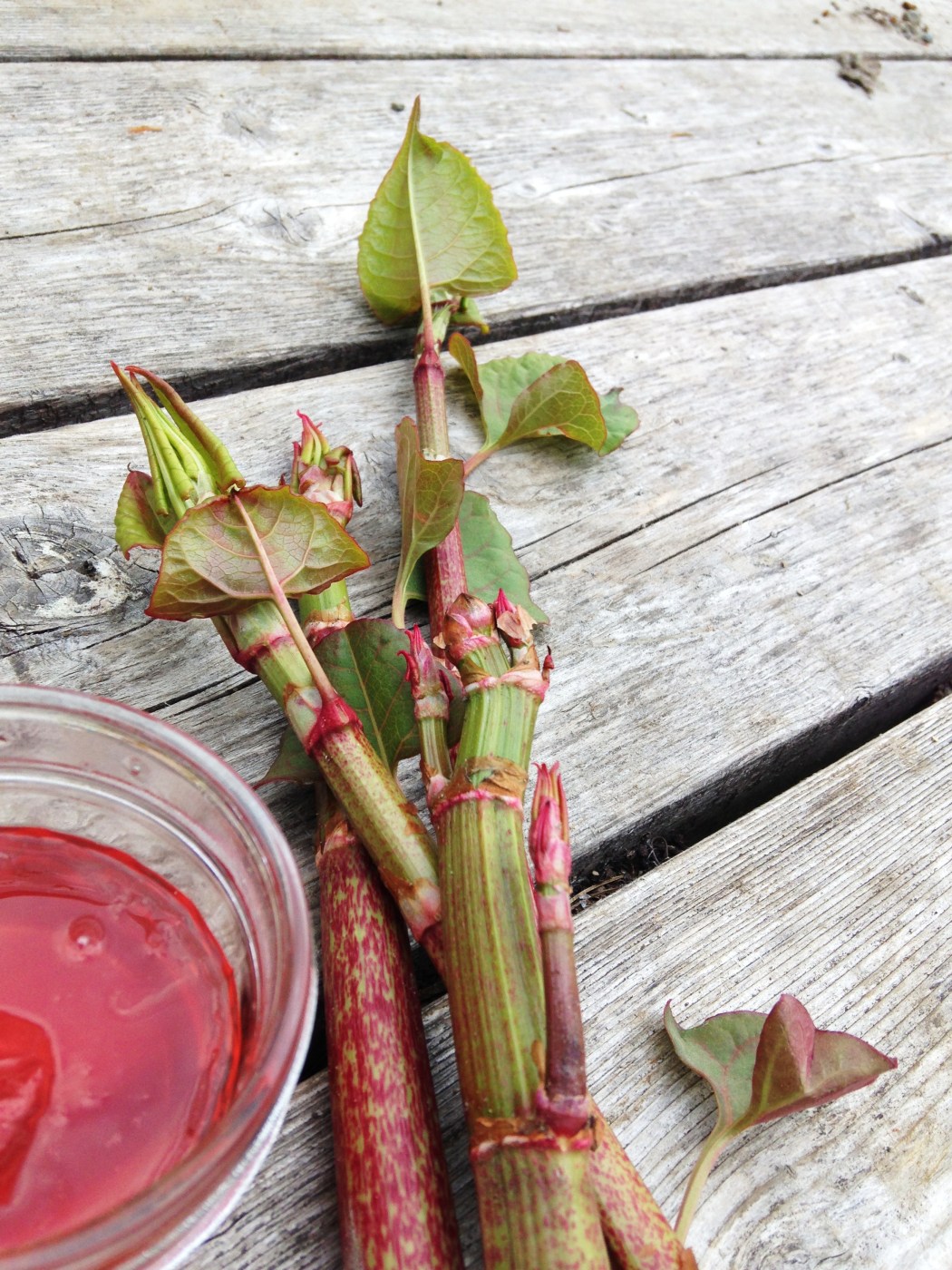 Nancy Warner – thePotlicker.LLC